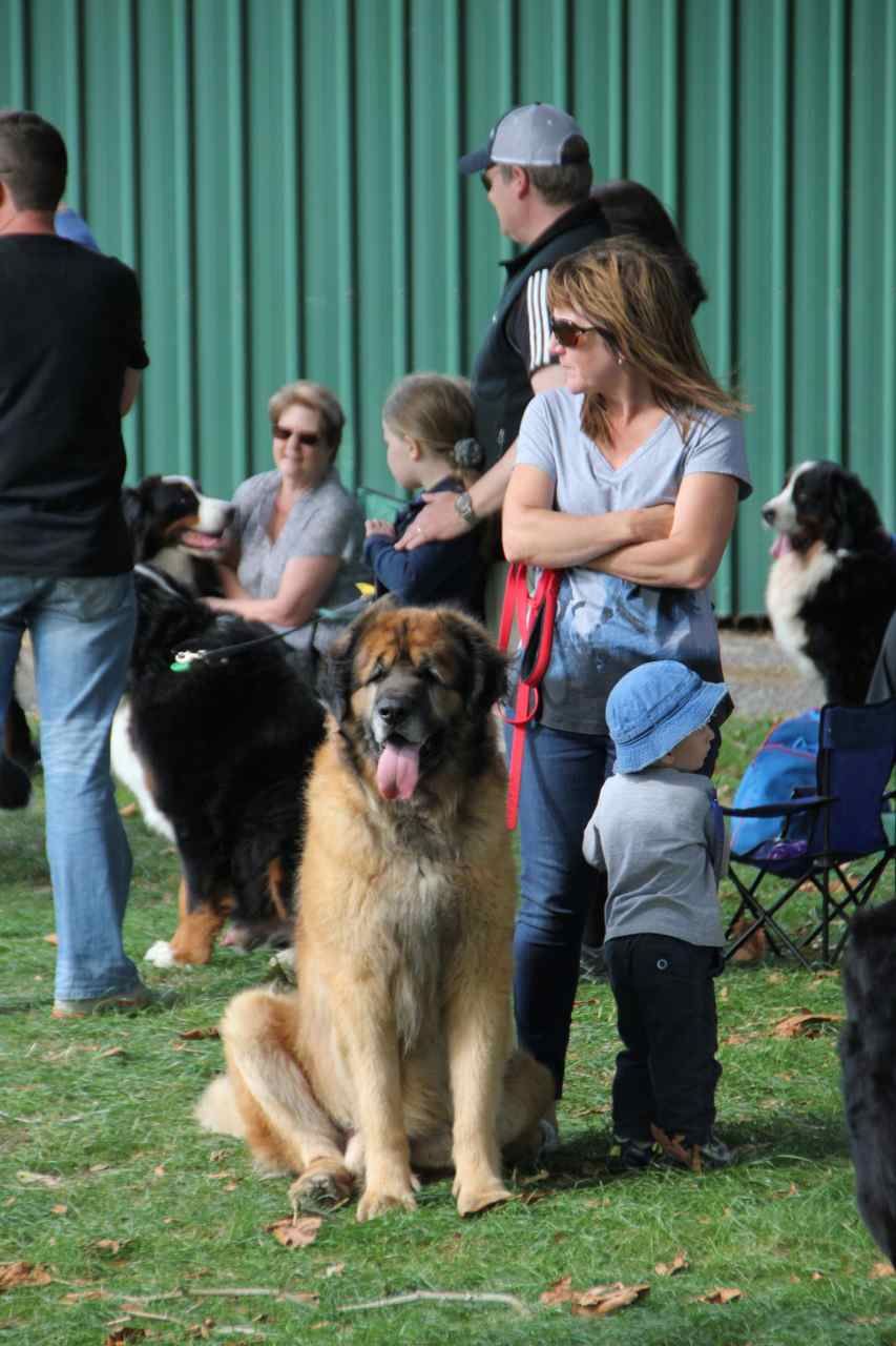 2015 Bernese Match | Leonberger Club