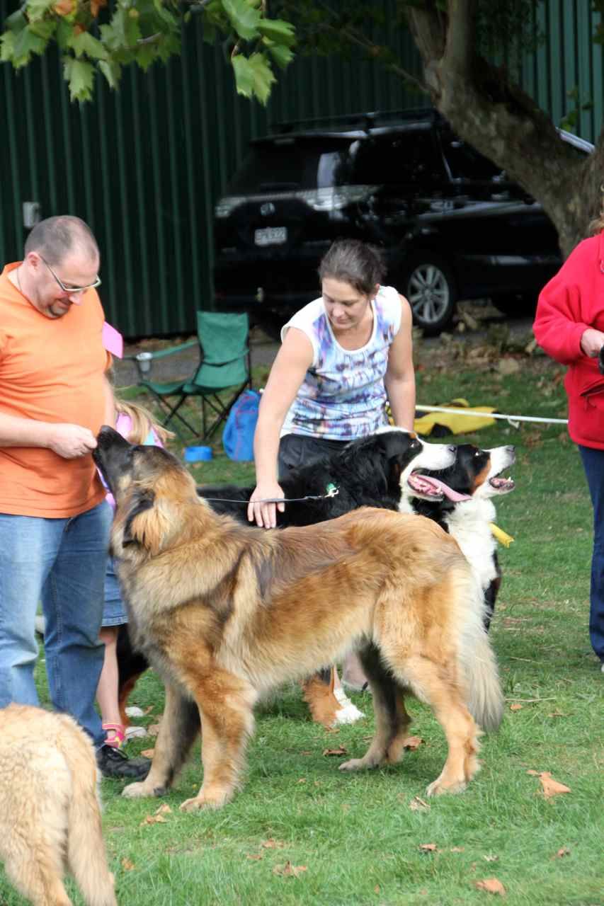 2015 Bernese Match | Leonberger Club