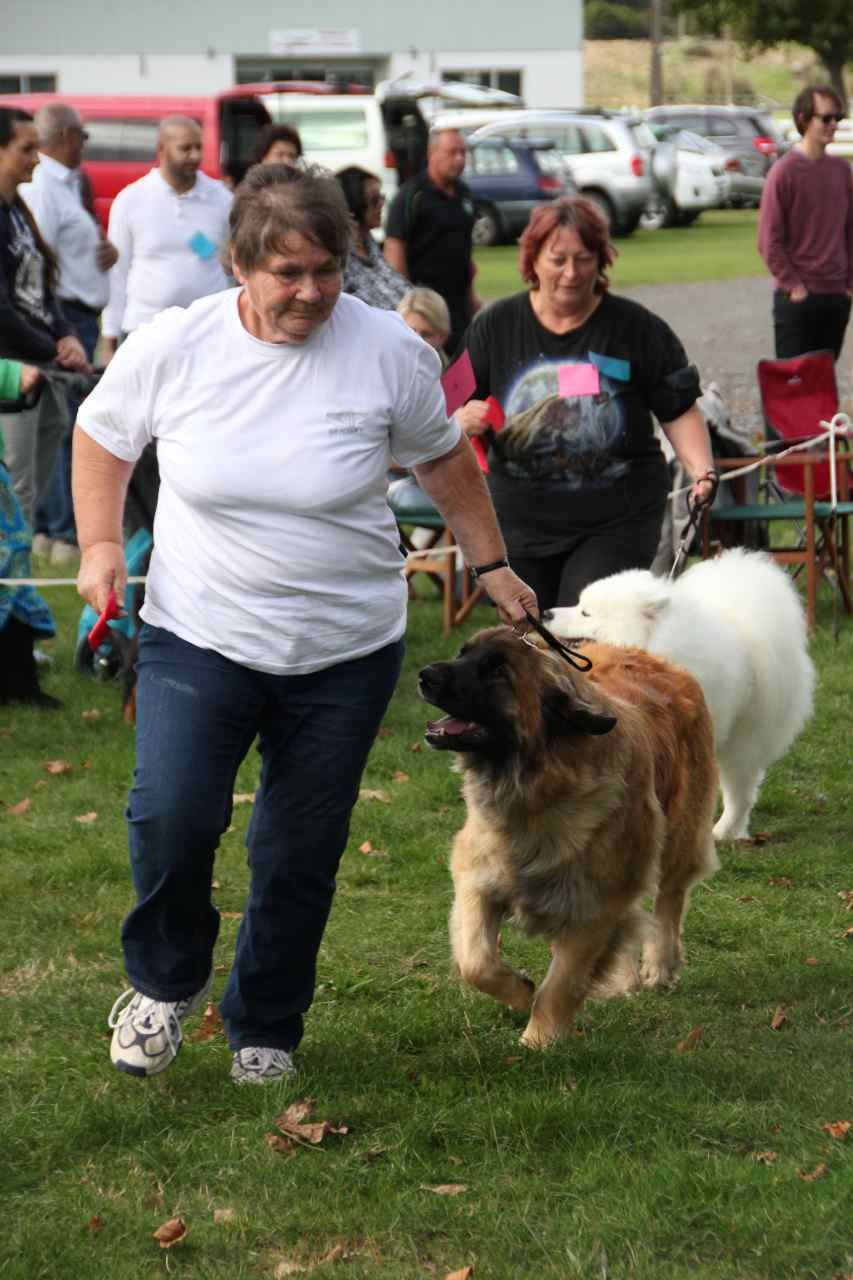 2015 Bernese Match | Leonberger Club